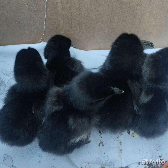 Цыплята ухейилюй