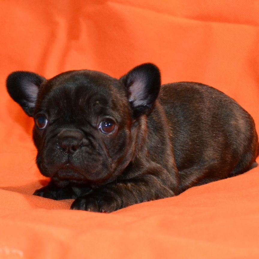 Французский бульдог