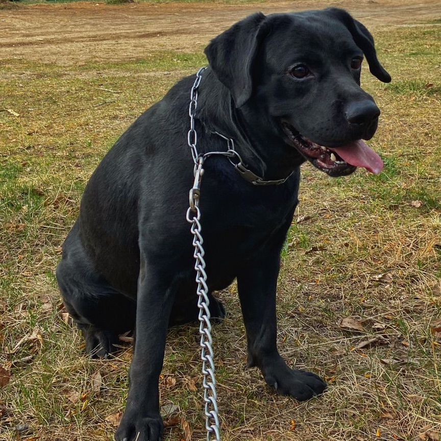 Собака лабрадор