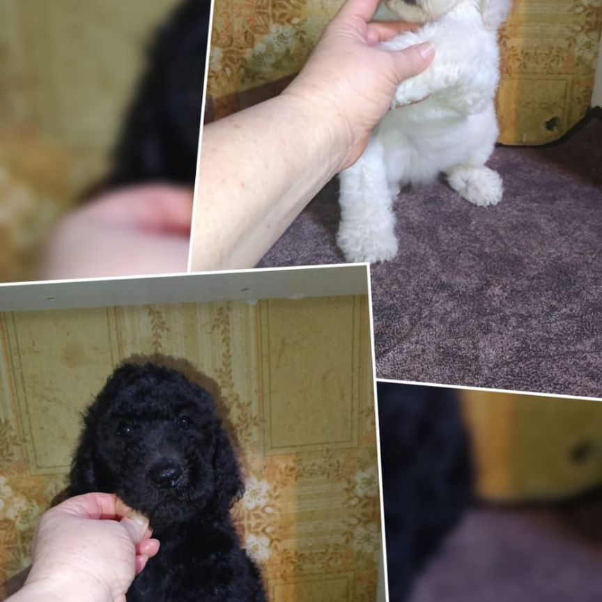 Щенки большого королевского пуделя