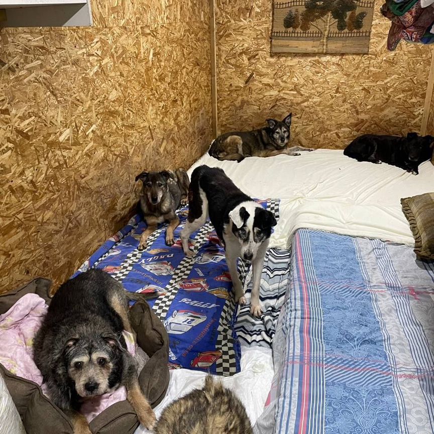 Взрослый пёс в добрые руки