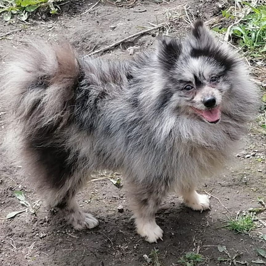 Шпиц мальчик 3 года, 5т