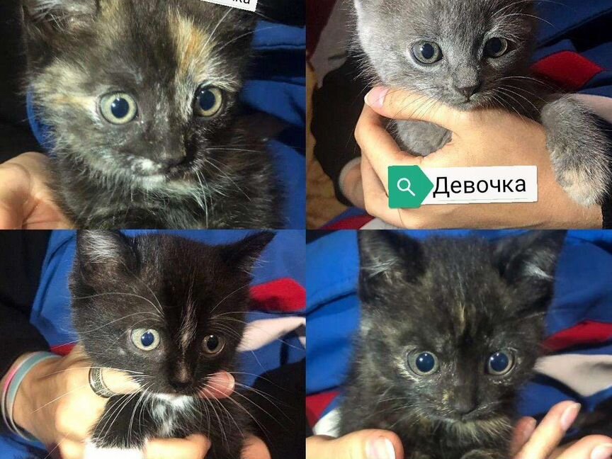 Озорные котята