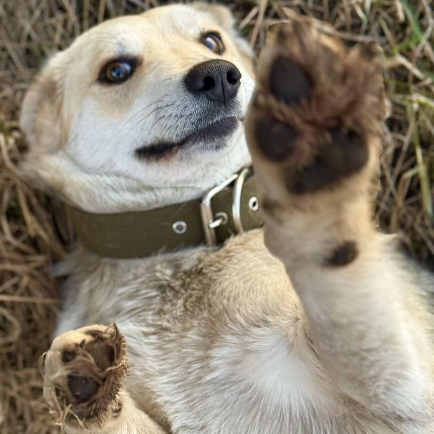 Щенок в добрые руки