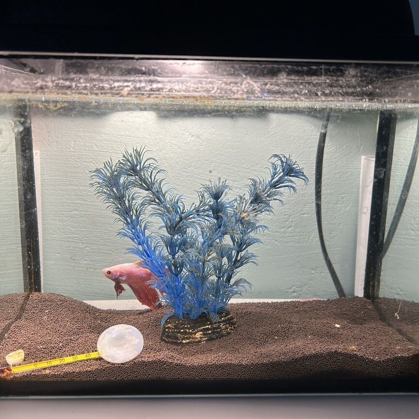 Рыбка петушок с аквариумом