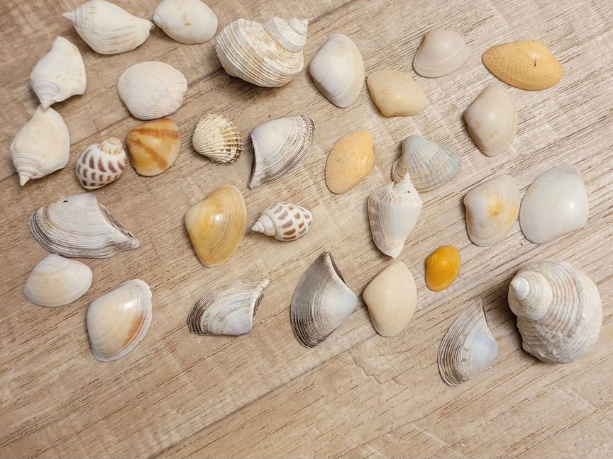 Ракушка бесплатно