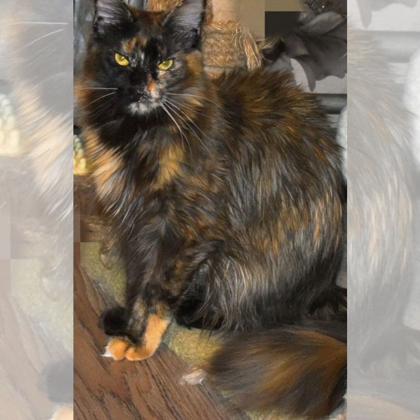 Барби Мейн-кун котята чëрная черепаховая