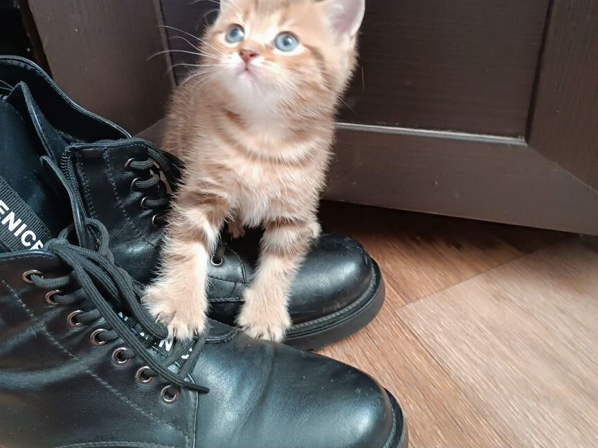 Котенок
