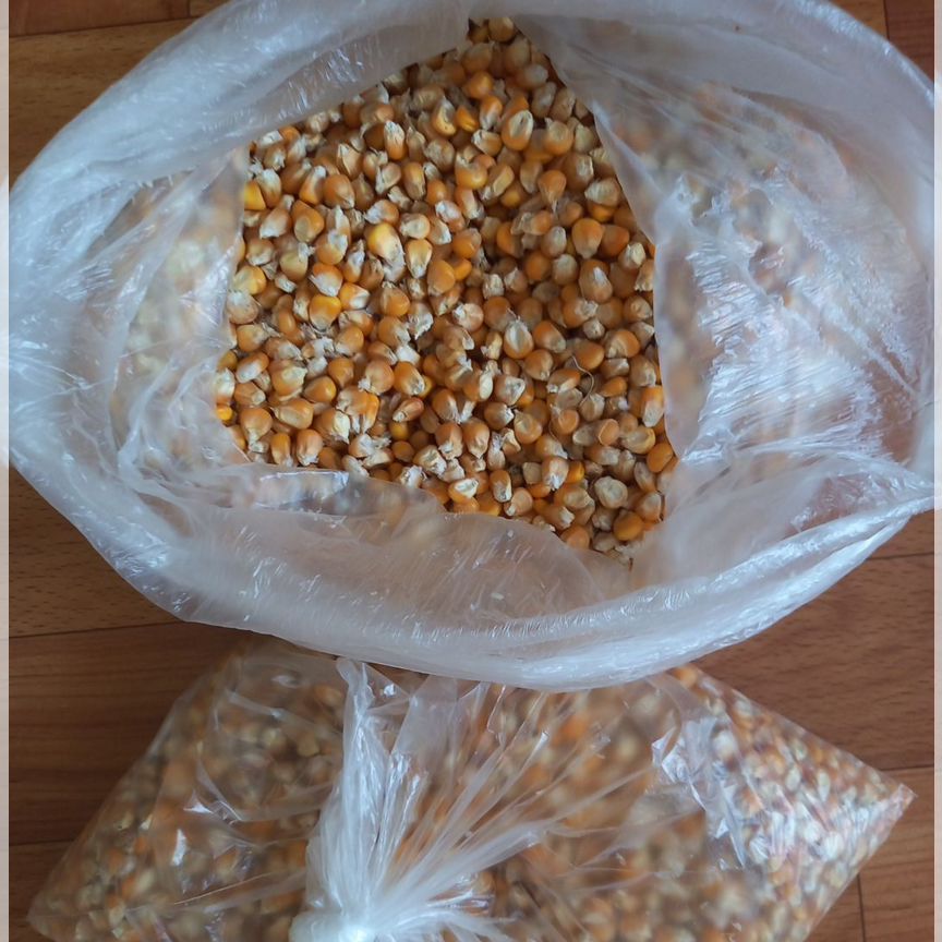 Кукуруза зерно