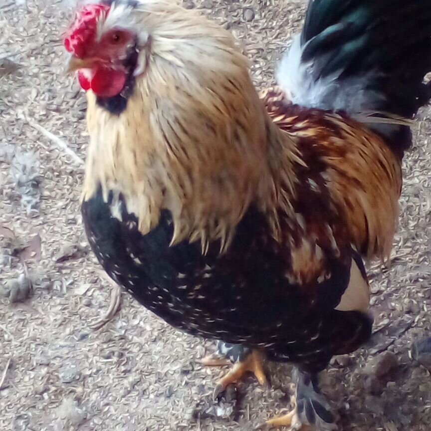 Домашняя птица