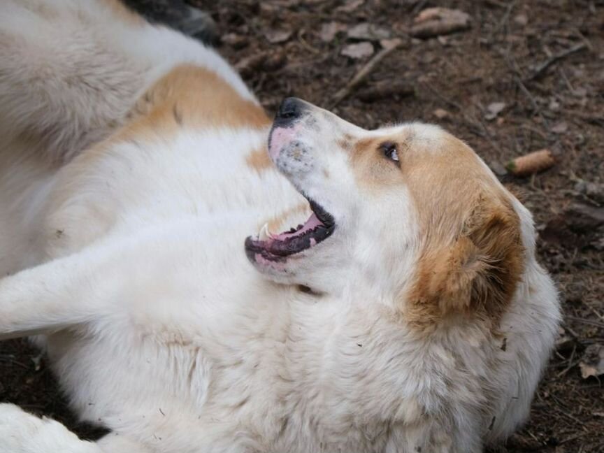 Ищет дом красотка алабай