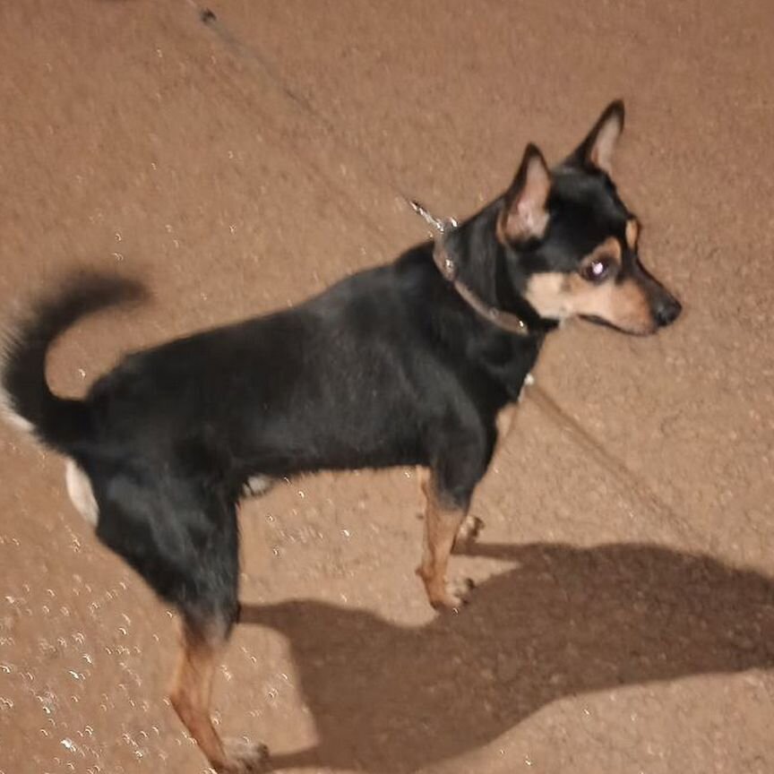 Цвергпинчер, взрослый пёс