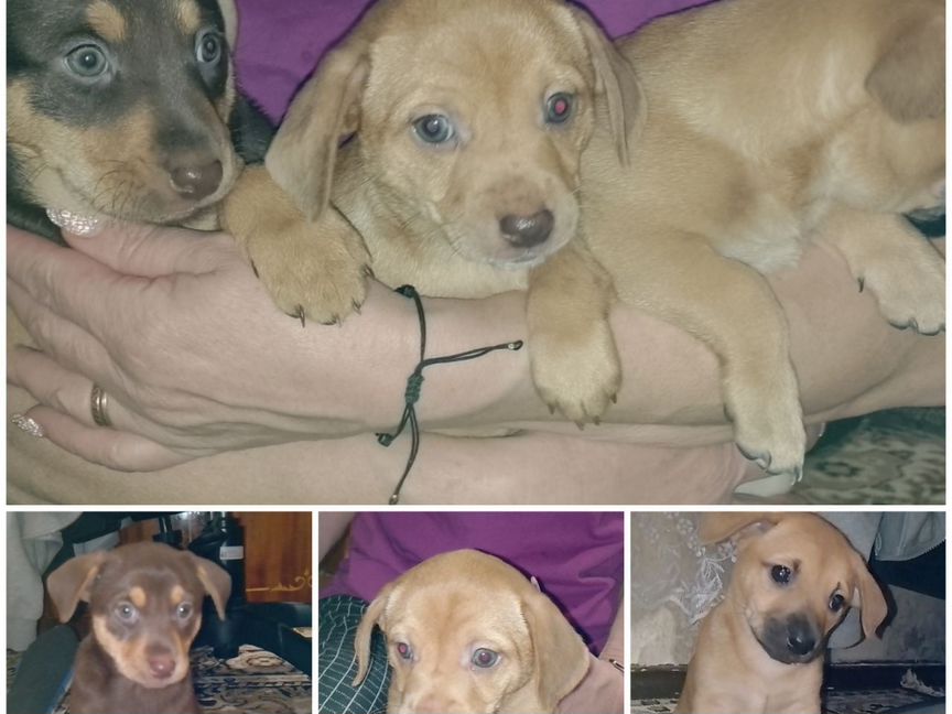 Такса в добрые руки