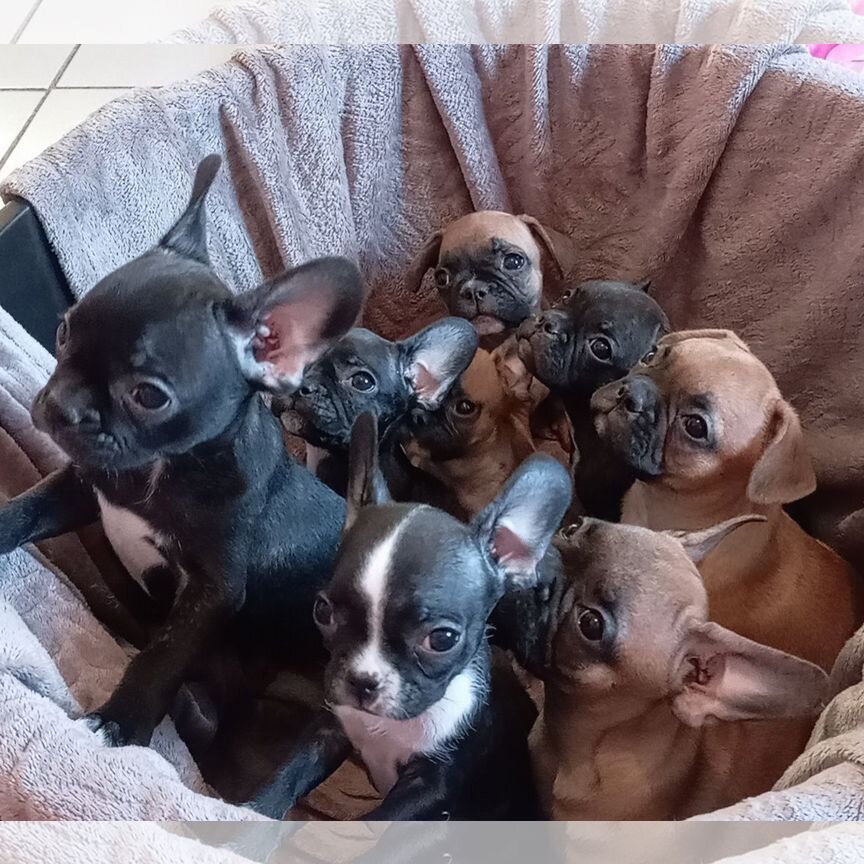 Французский бульдог, щенок