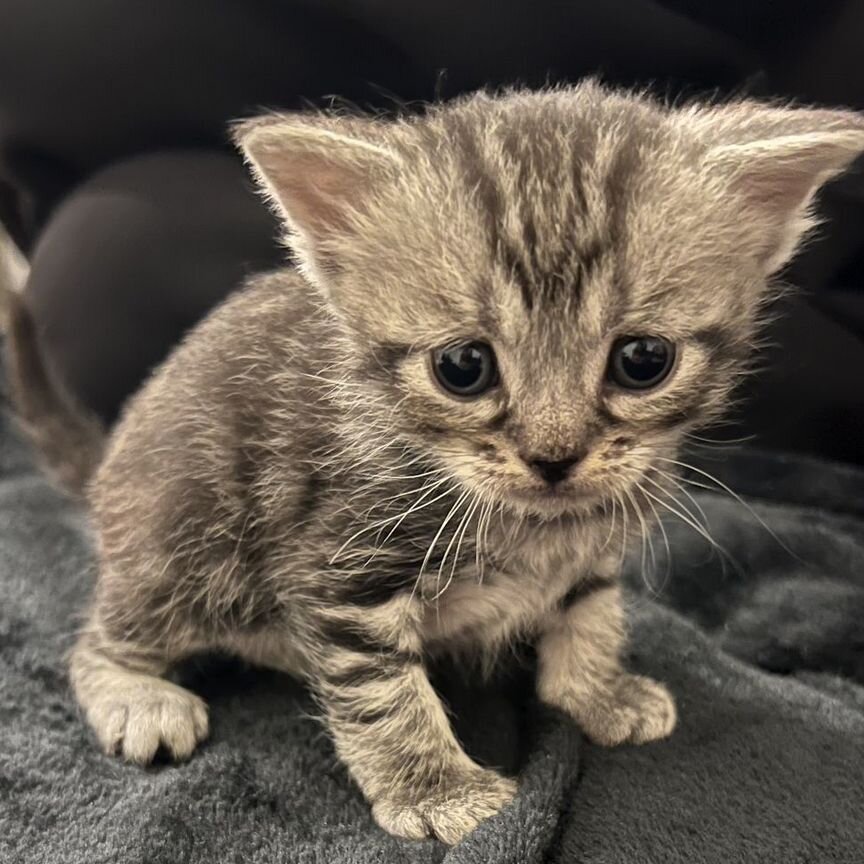 Британский короткошёрстный котёнок