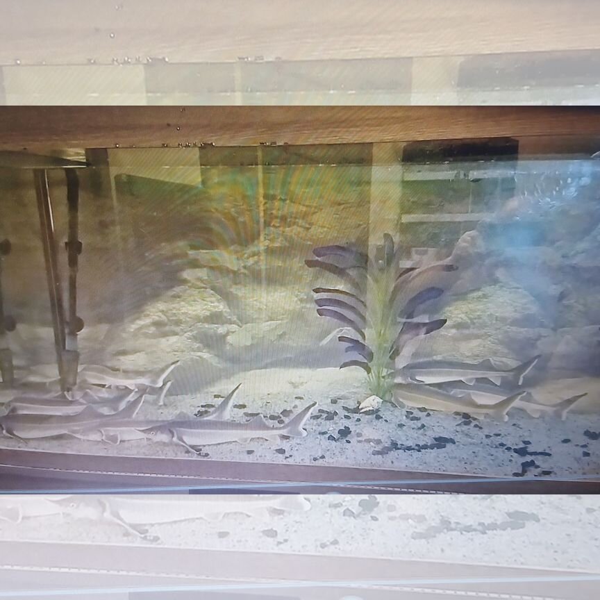 Продам Аквариум 300л с тумбой и оборудованием