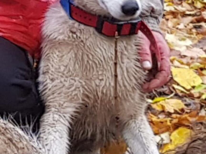 Продам суку зсл