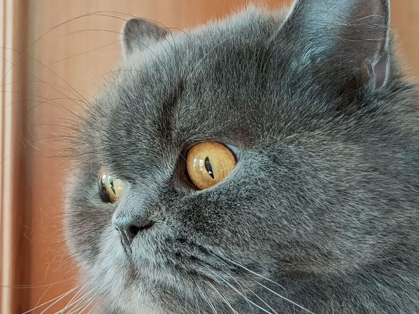Британская длинношерстная голубая кошка