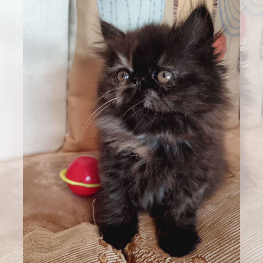Персидский котёнок