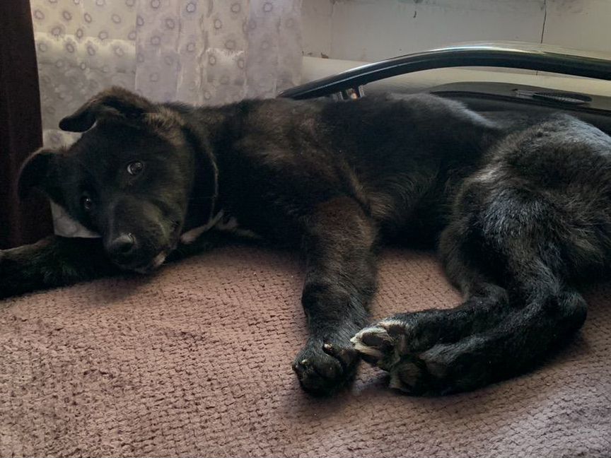 Собаня в добрые руки