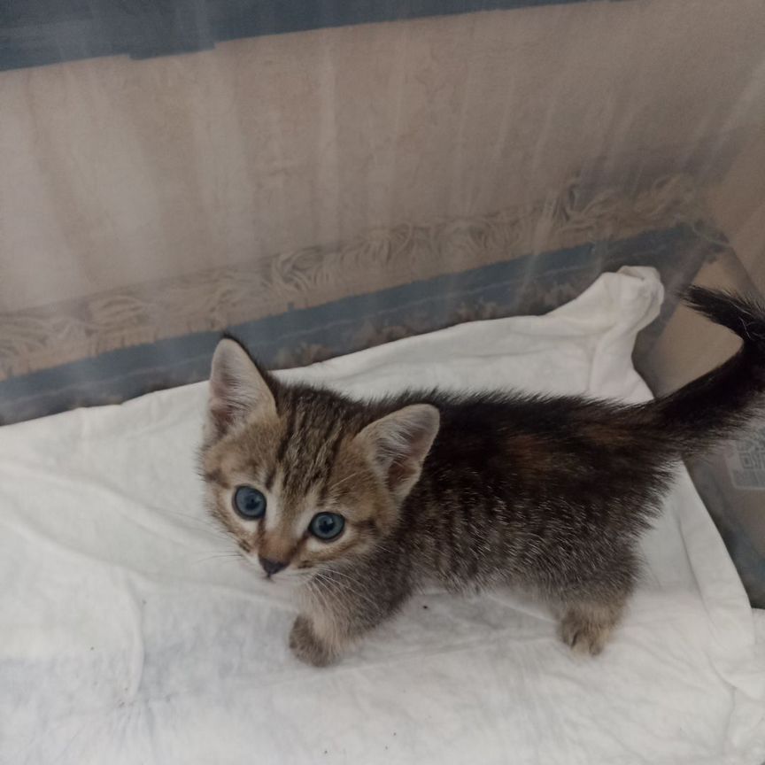 Отдам в добрые руки котëнка