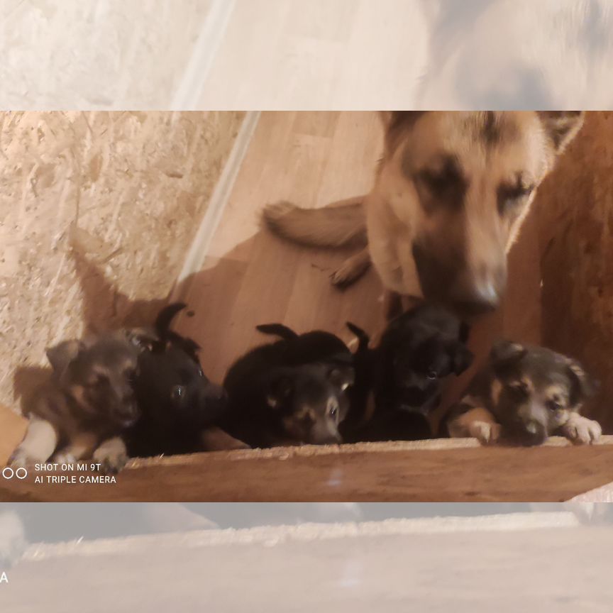 Немецкая овчарка, щенок