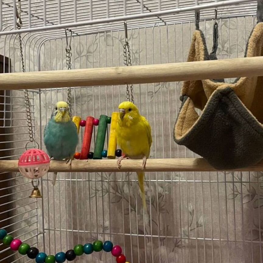 Продам попугаев