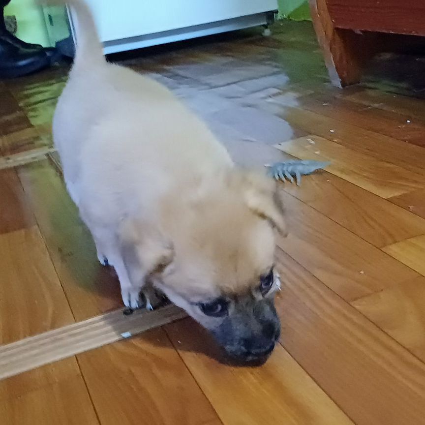 Помесь чихуахуа