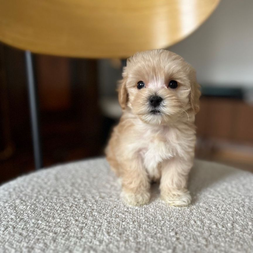 Мальтипу f1 мини