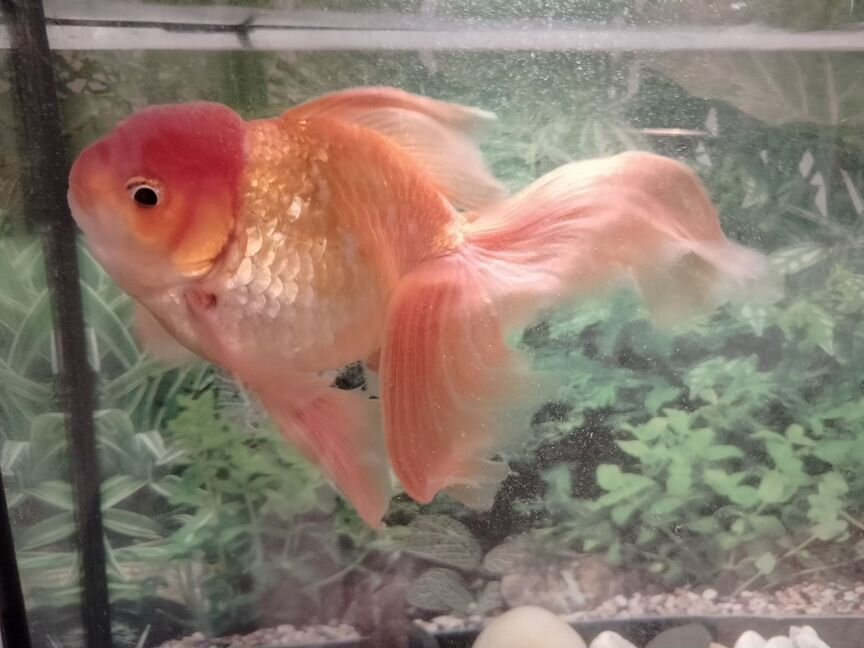 Отдам в добрые руки