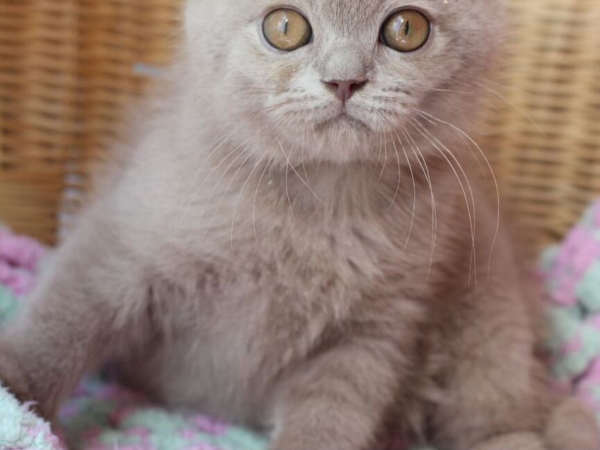 Британский лиловый котик