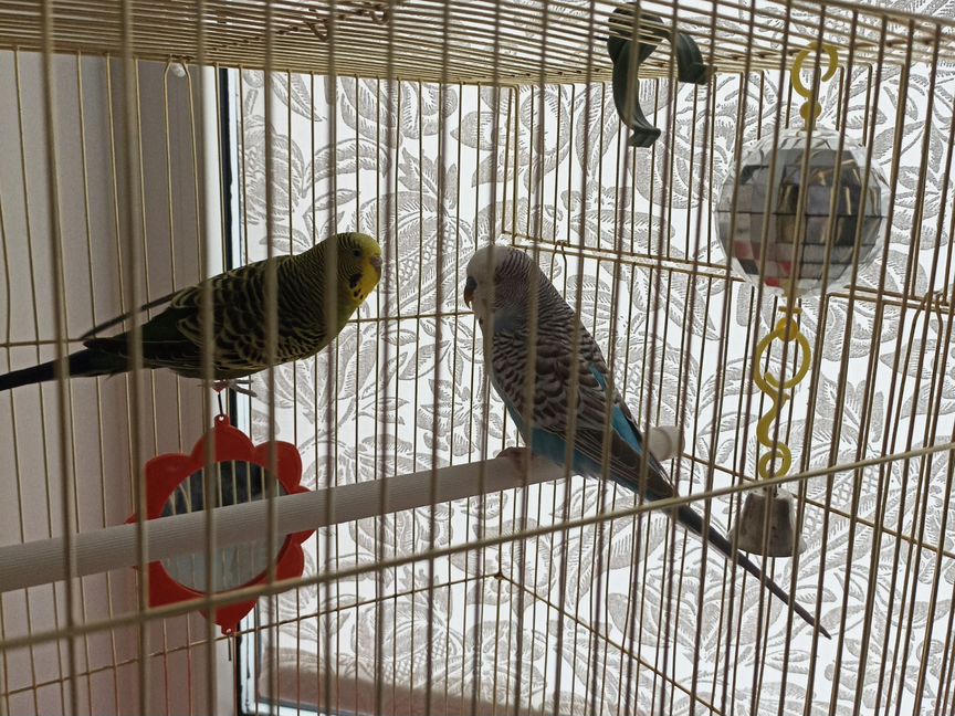 Волнистый попугай самка и самец