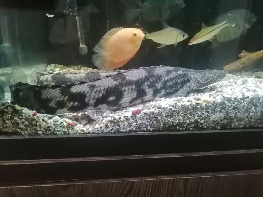 Полептерус