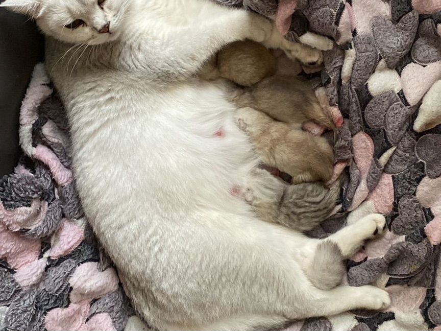 Котята золотая шиншилла