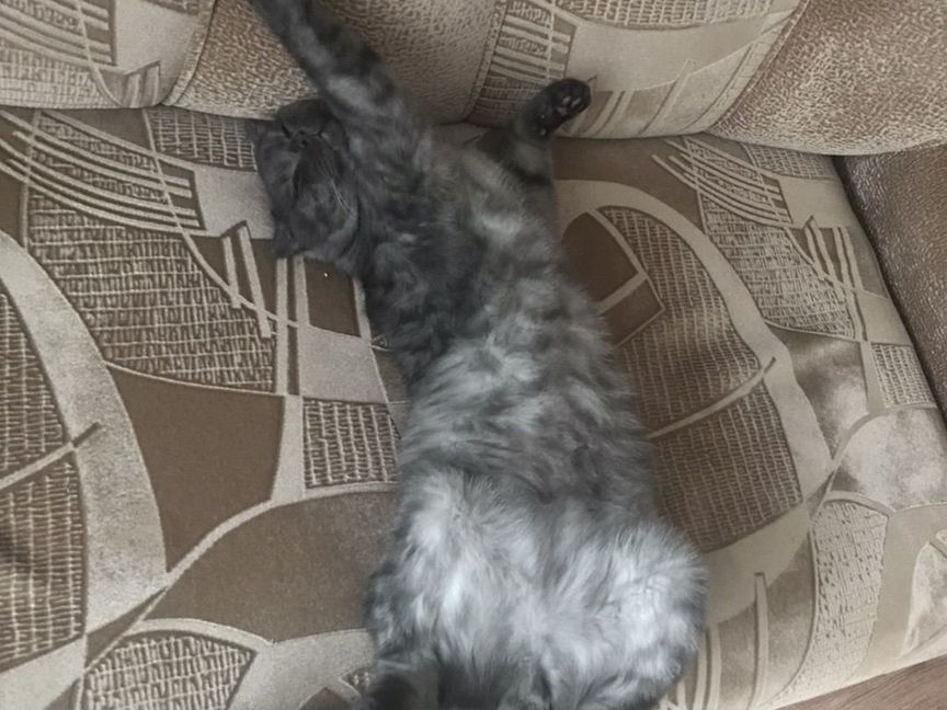 Шотландский вислоухий кот
