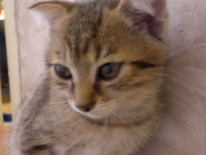 Кошка