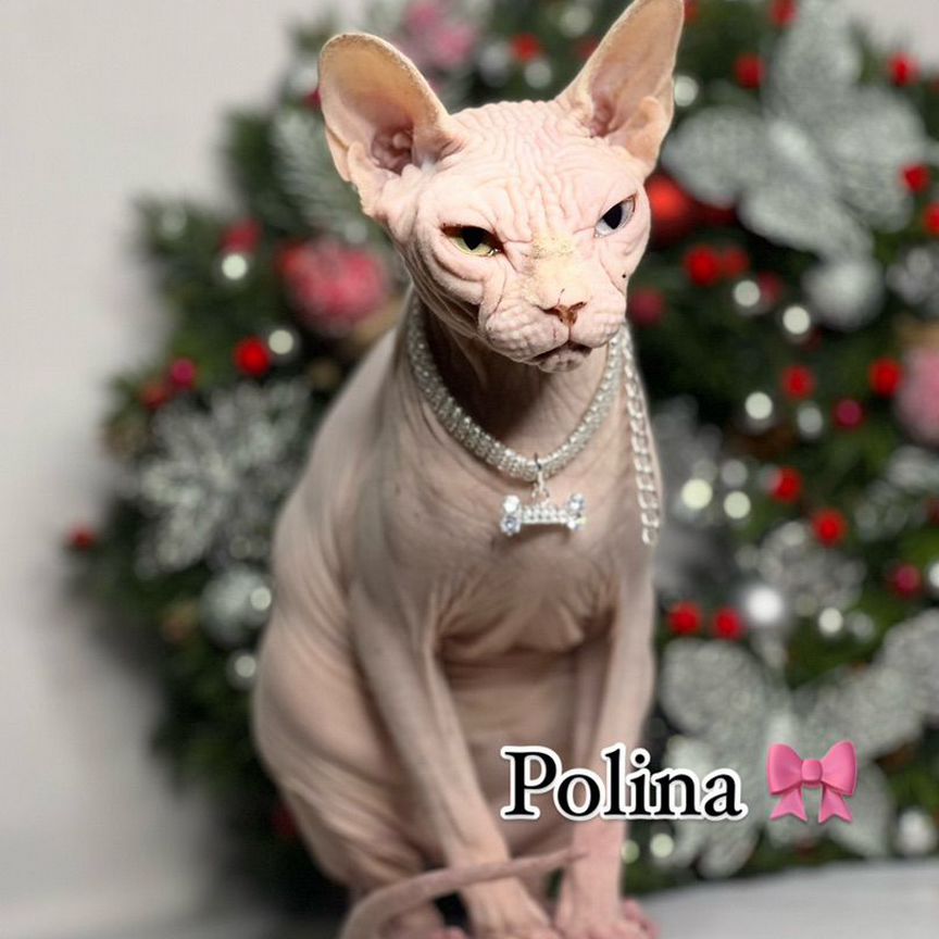 Изумительной красоты кошечка