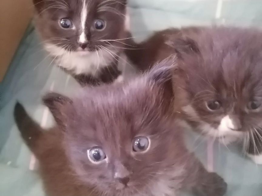 Котята в добрые руки