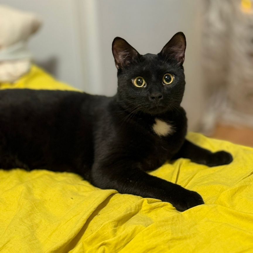 Взрослый кот в добрые руки