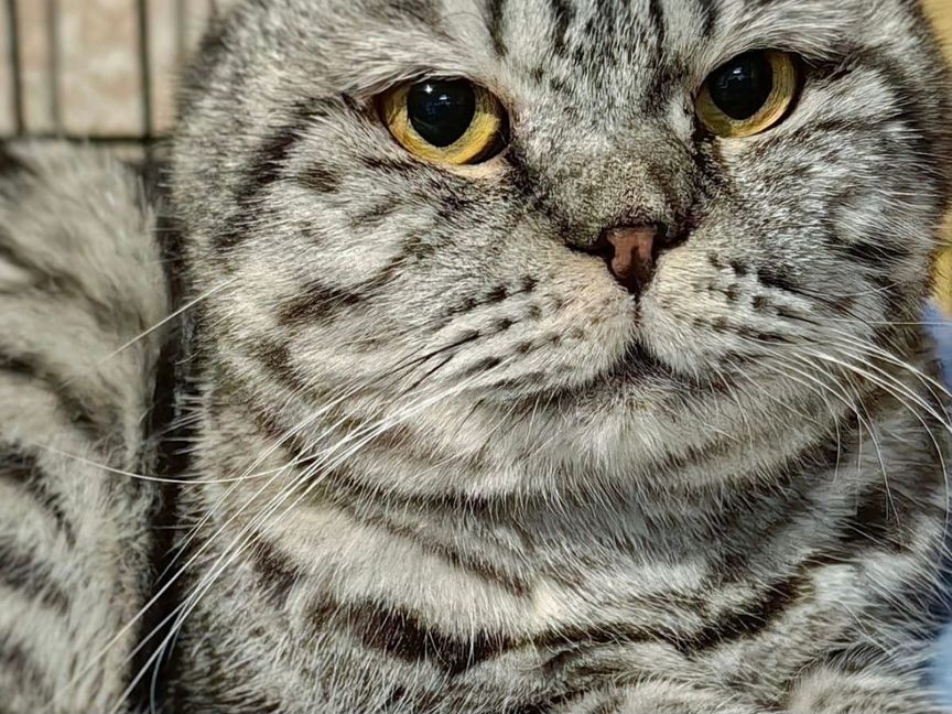 Шотландский кот Григорян в добрые руки