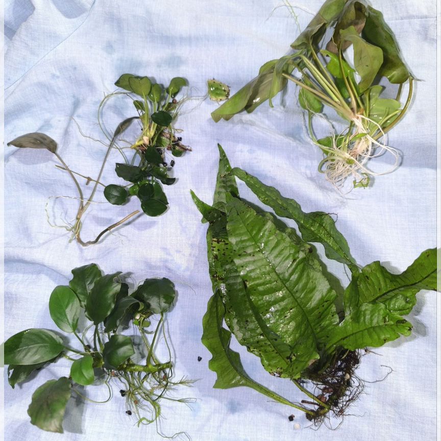 Аквариумные растения. Улитки Хелена