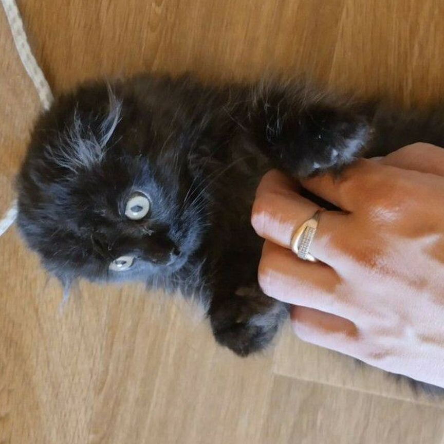 Котята шотландцы