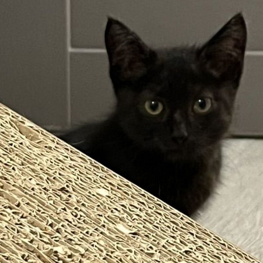 Котенок в добрые руки