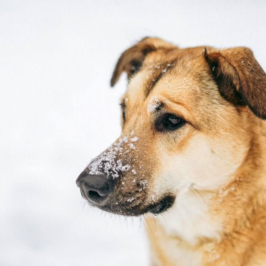 Взрослая собака в добрые руки