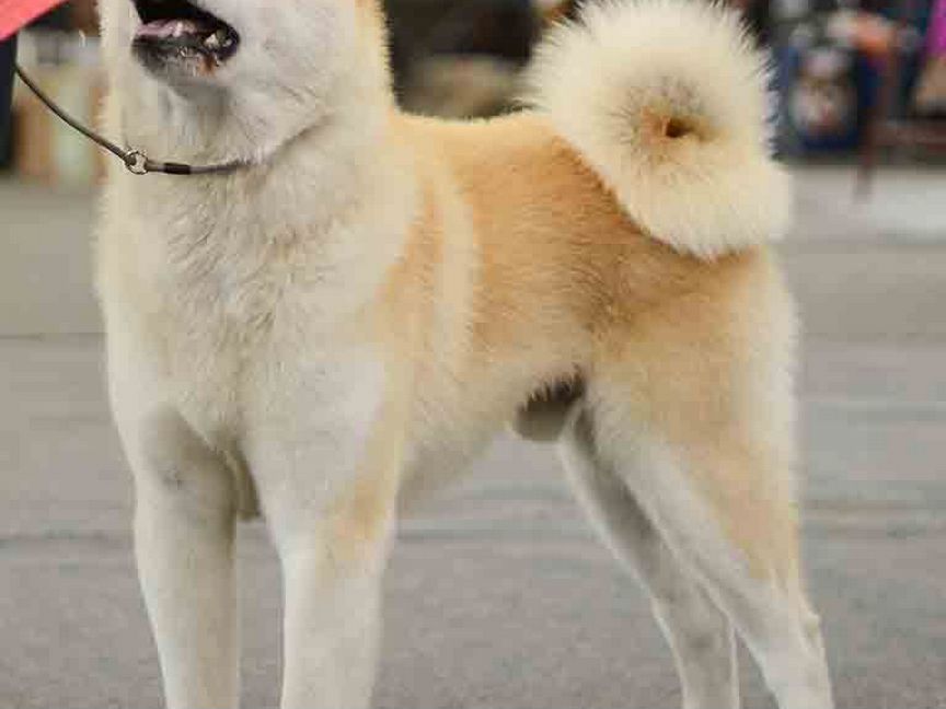 Хатико рыжий мальчик