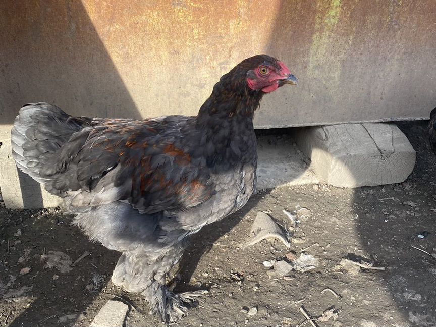 Молодые петухи брама