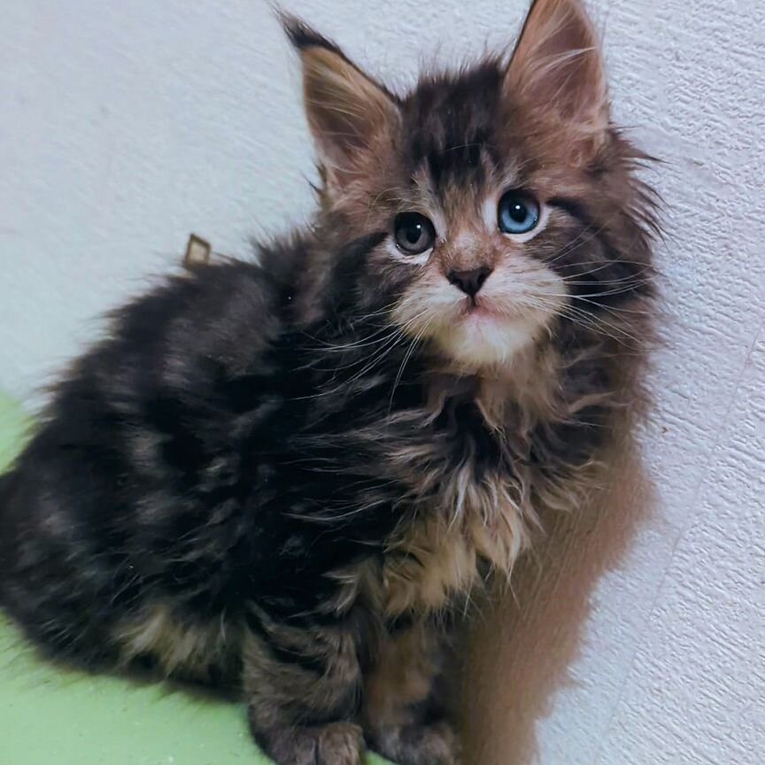 Мейн-кун котёнок