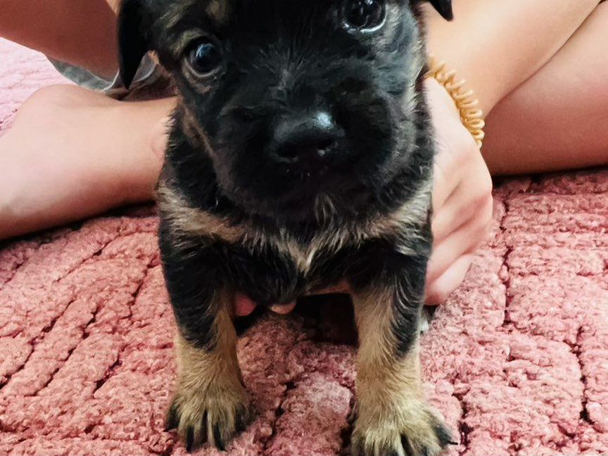 Щенки в добрые руки бесплатно