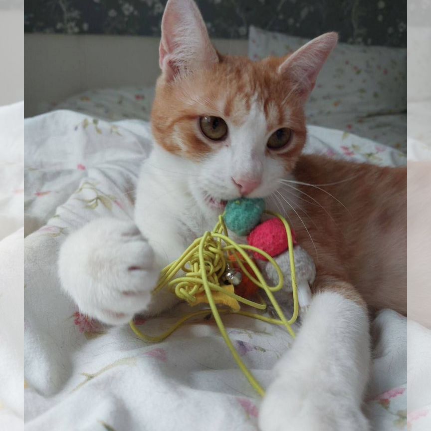 Взрослая, кошка в добрые руки