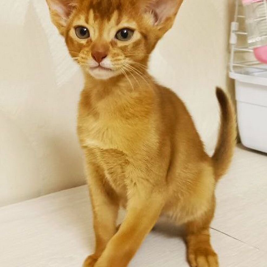 Абиссинский котенок американского типа